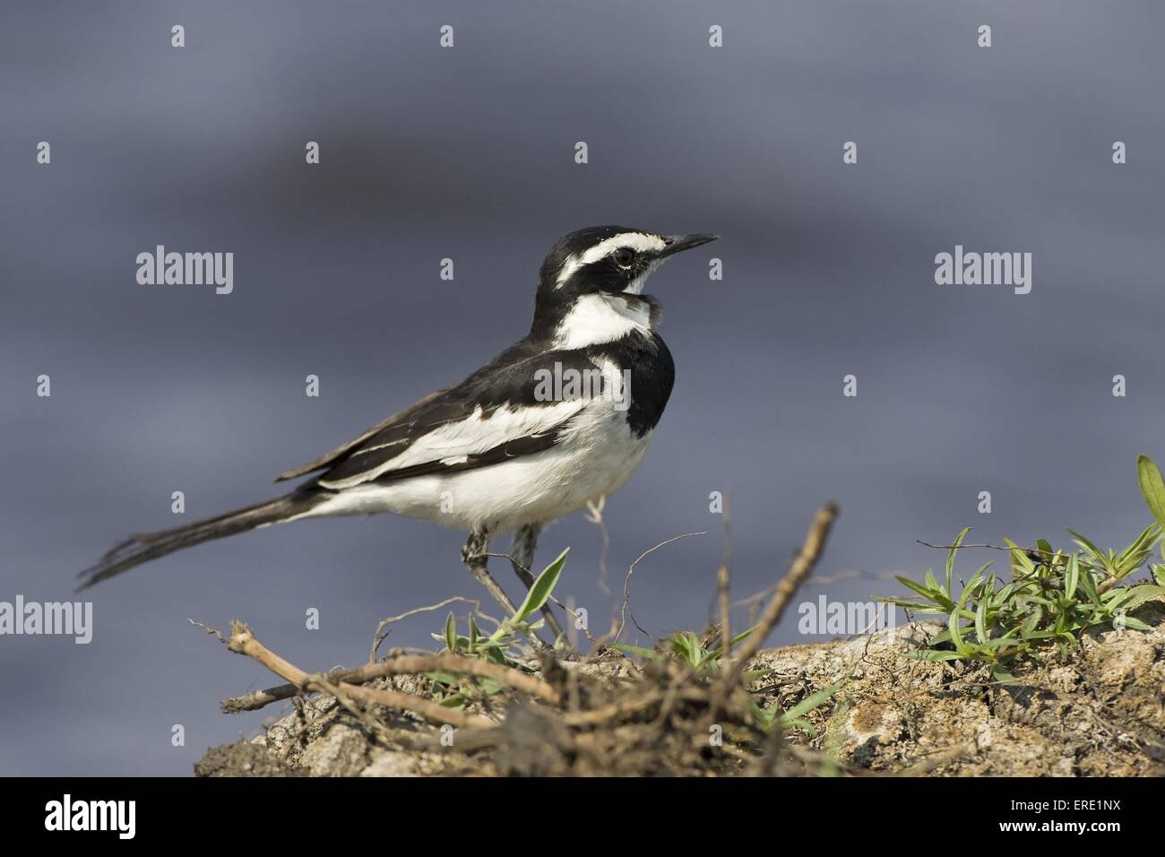 Wagtail profile hi-res stock photography and images - Alamy