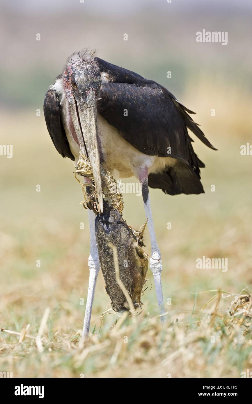 Marabou prey hi-res stock photography and images - Alamy