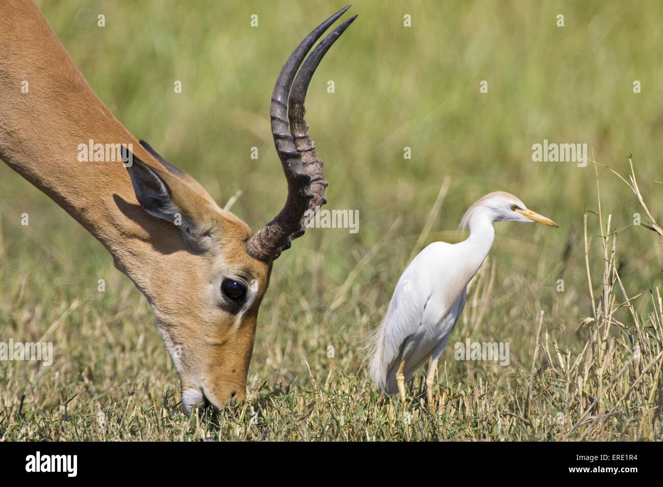Impala bird hi-res stock photography and images - Alamy