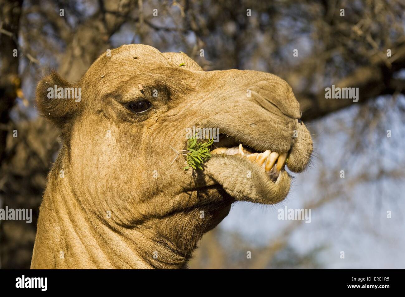 Dromedary hi-res stock photography and images - Alamy
