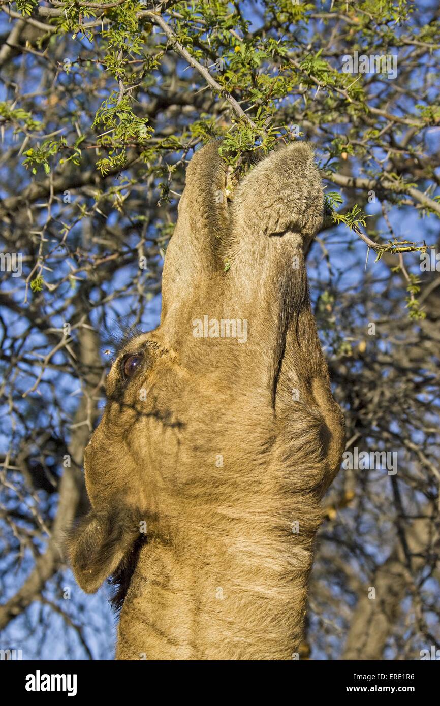 Dromedary hi-res stock photography and images - Alamy