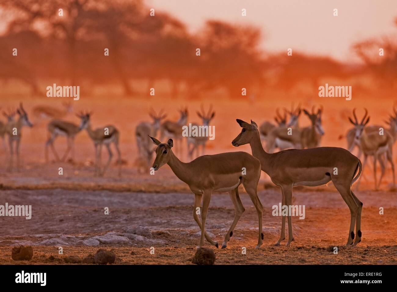 The springbok and the impala hi-res stock photography and images - Alamy