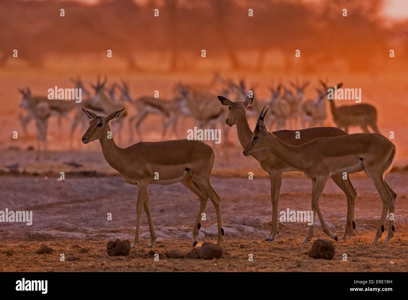 The springbok and the impala hi-res stock photography and images - Alamy