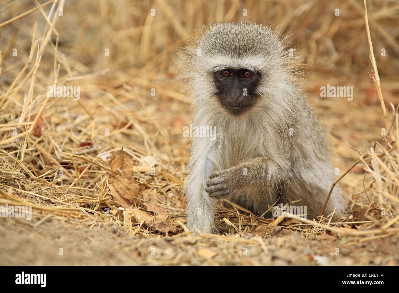 Green monkey hi-res stock photography and images - Alamy