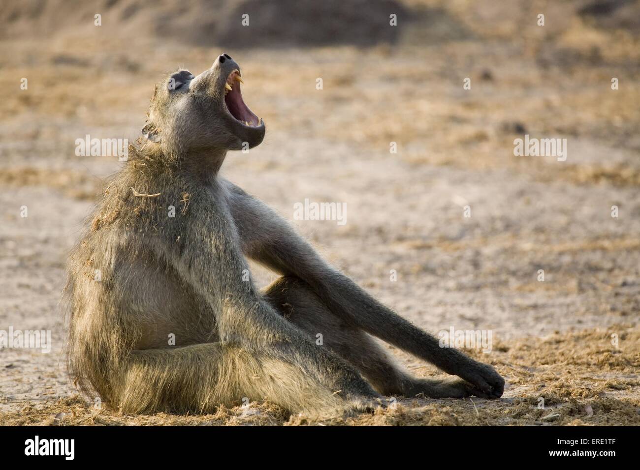 Side view of yellow baboon hi-res stock photography and images - Alamy