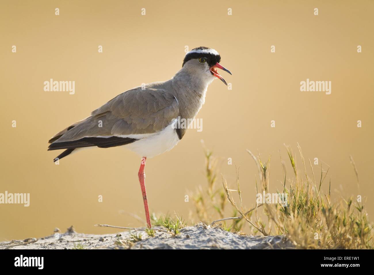 Crowned plover hi-res stock photography and images - Alamy