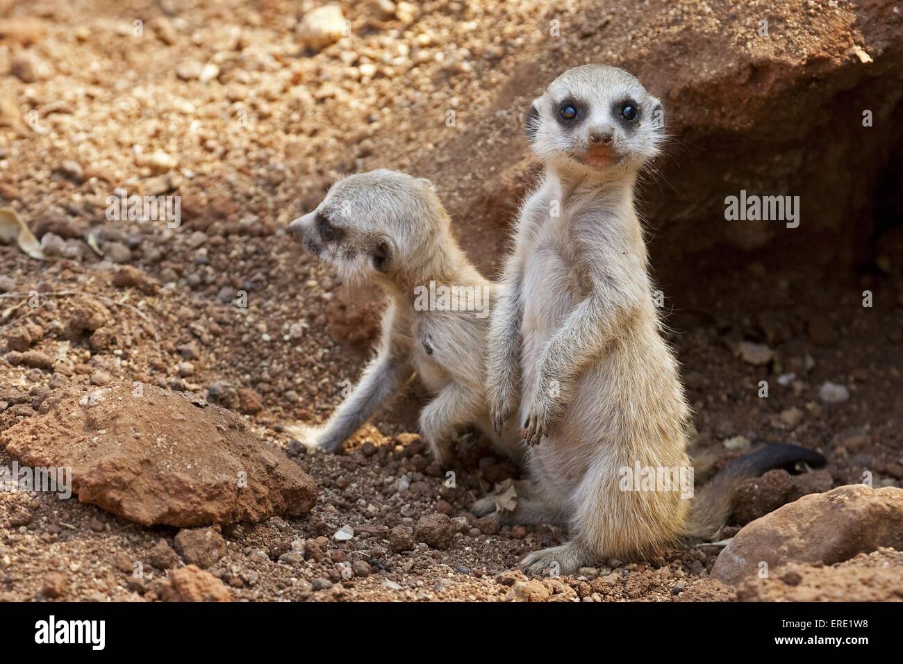 Meerkat suricata suricatta two adults hi-res stock photography and ...