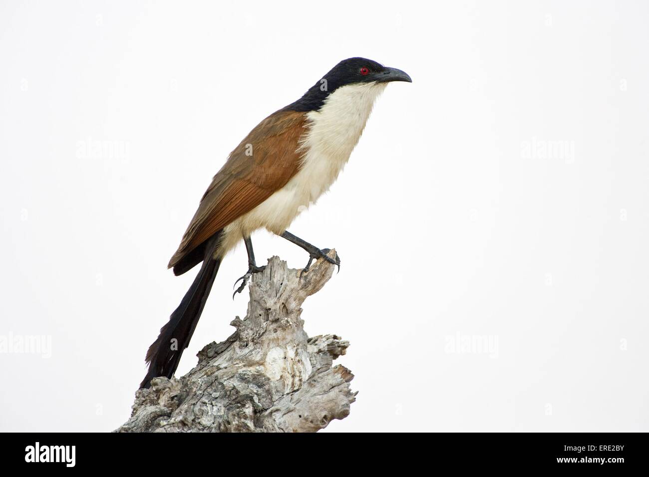 Common burchells hi-res stock photography and images - Alamy