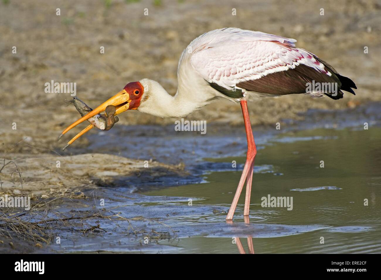 Stork eating hi-res stock photography and images - Alamy