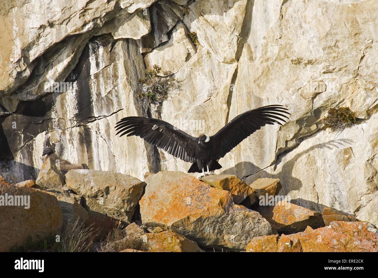Andean condor hi-res stock photography and images - Alamy
