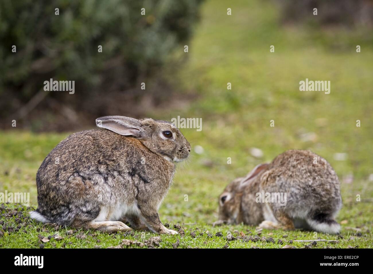 Rabbit side view eating grass hi-res stock photography and images - Alamy