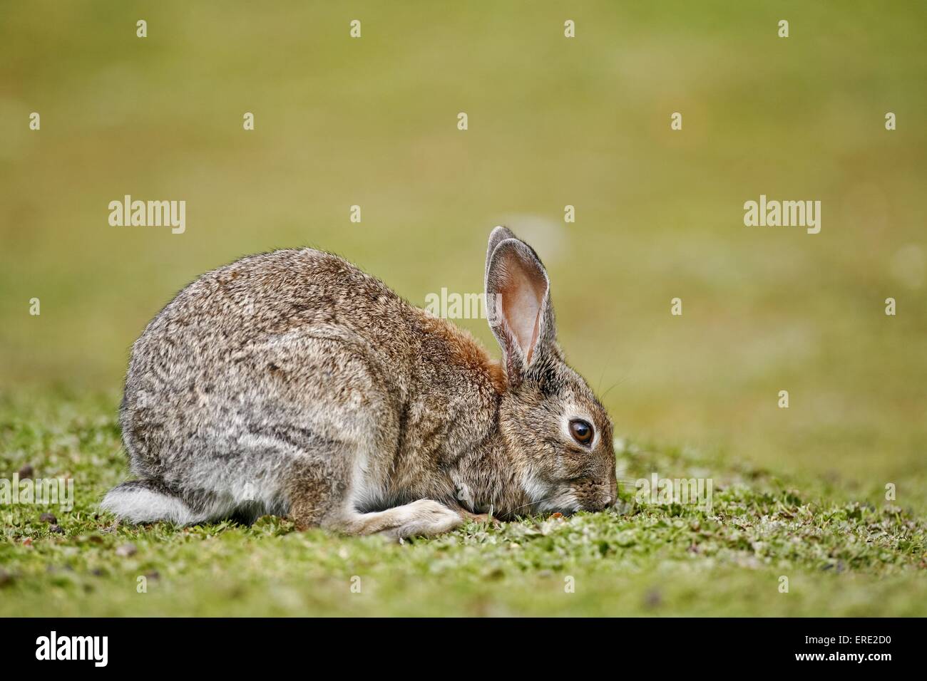 Rabbit patagonia hi-res stock photography and images - Alamy