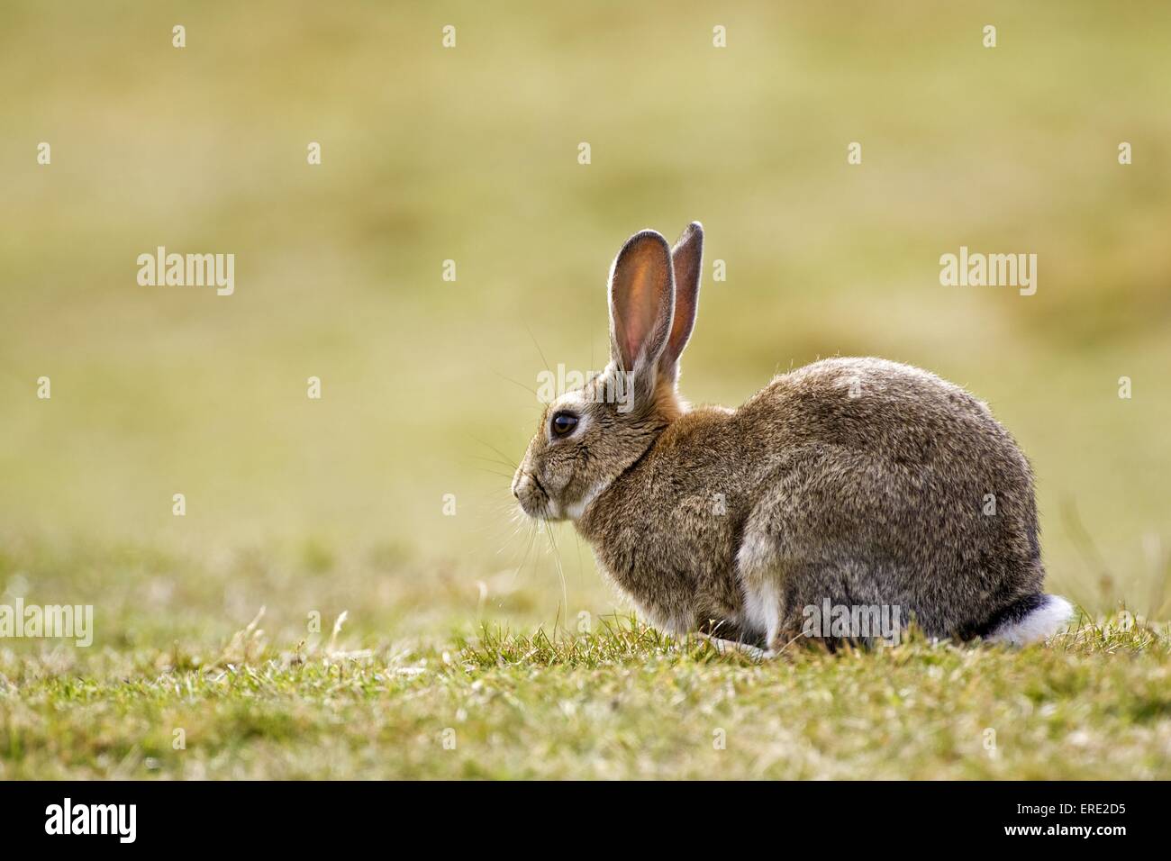 Rabbit patagonia hi-res stock photography and images - Alamy