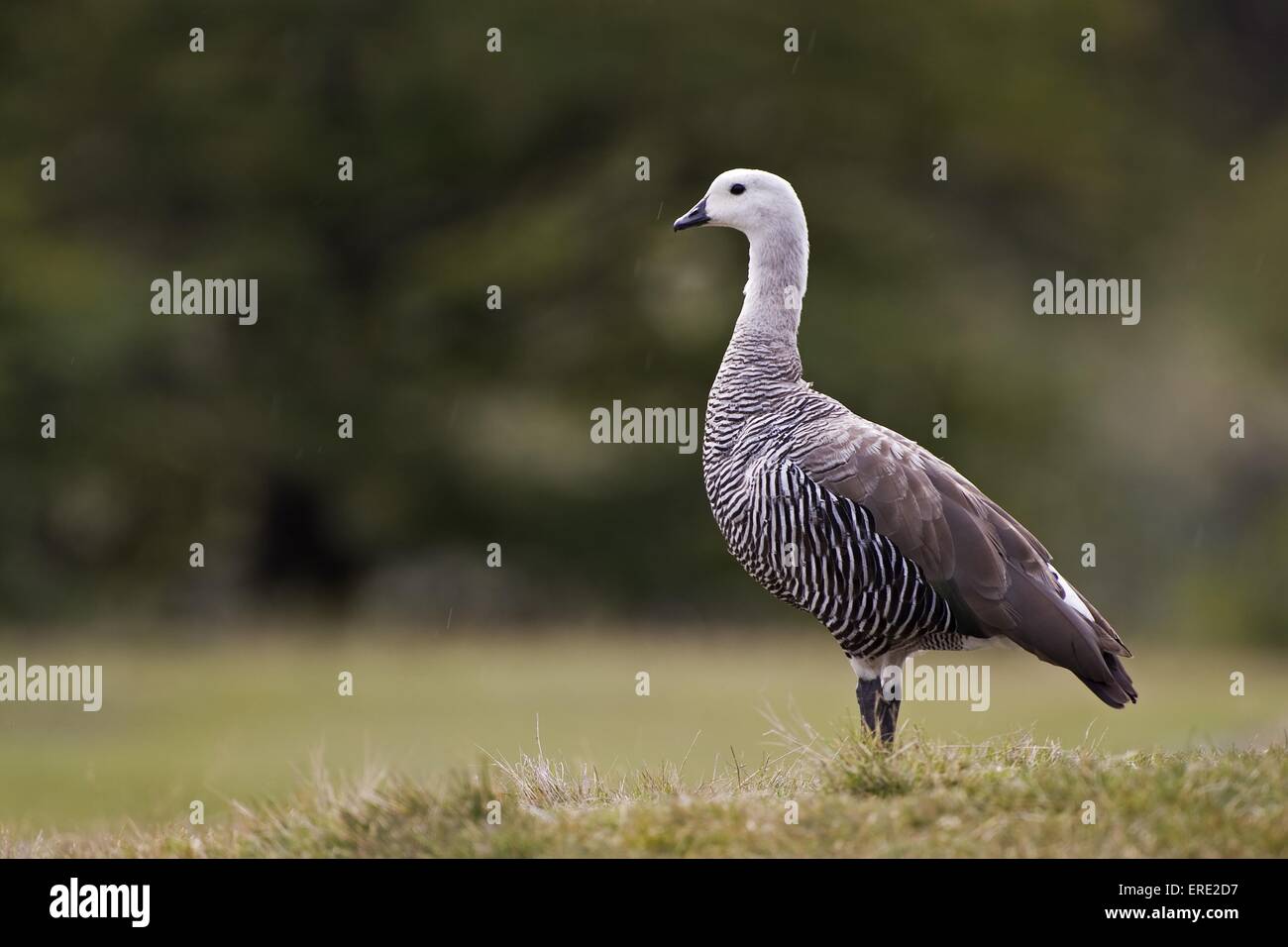 Upland goose hi-res stock photography and images - Alamy