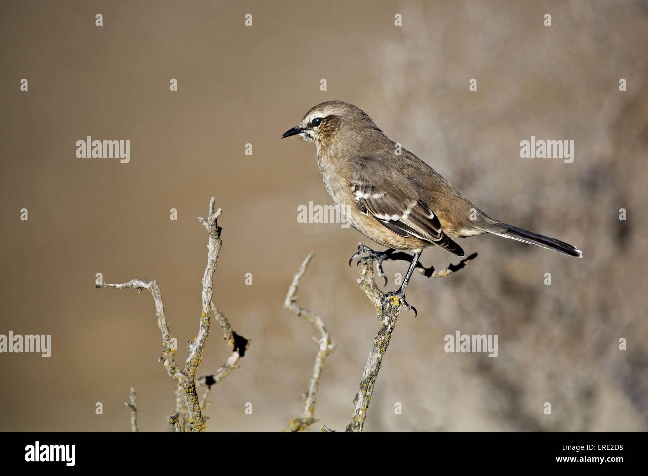 Mockingbird singing hi-res stock photography and images - Alamy
