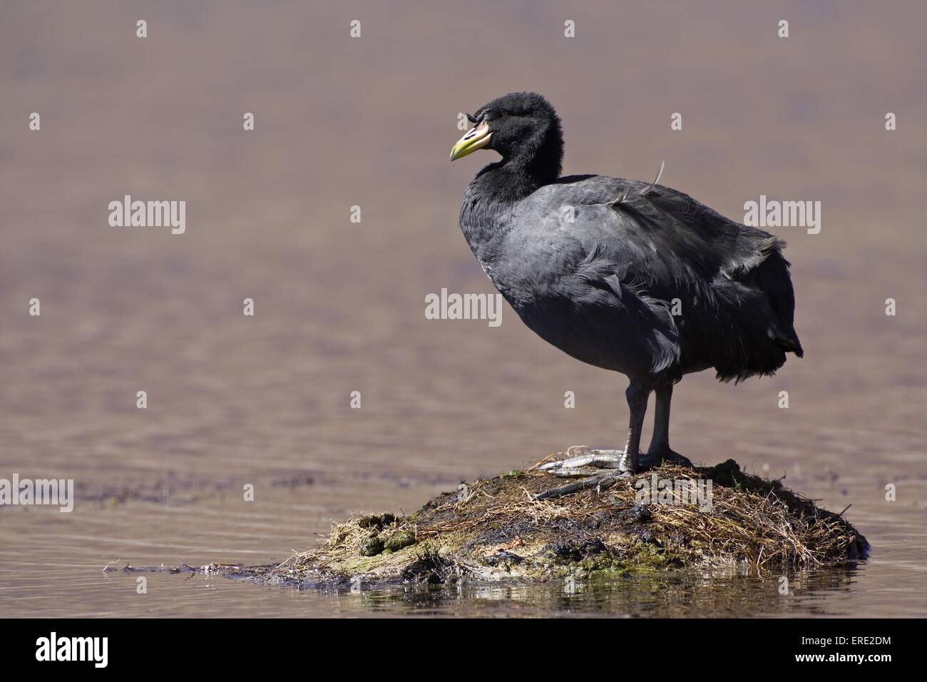 Coot side view hi-res stock photography and images - Alamy