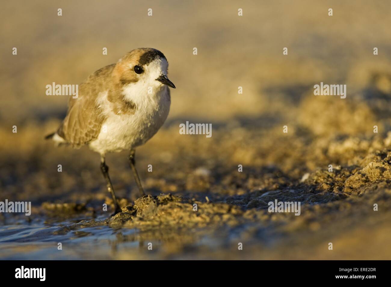 Lago plover hi-res stock photography and images - Alamy