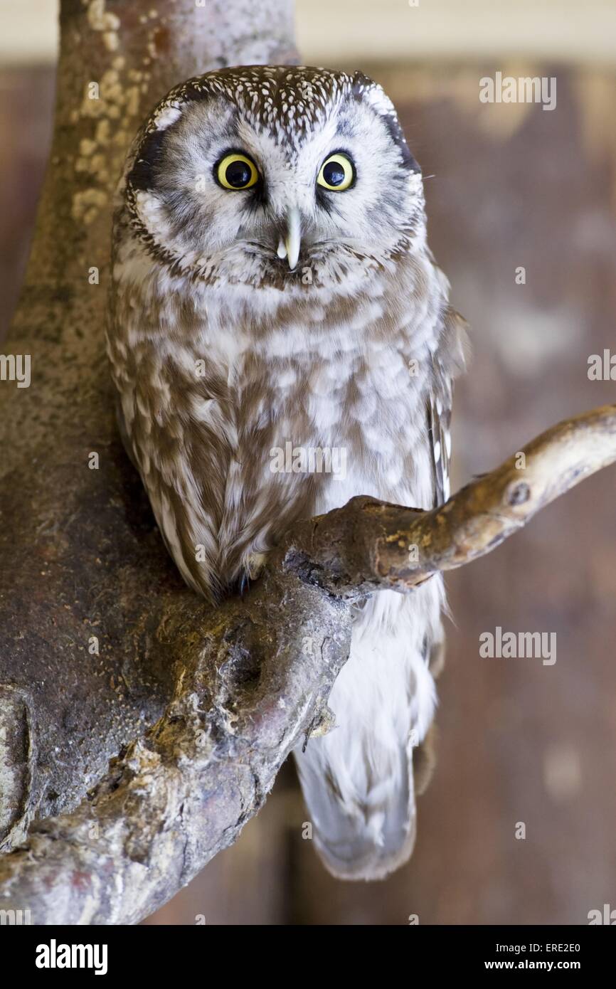 Boreal owl hi-res stock photography and images - Alamy
