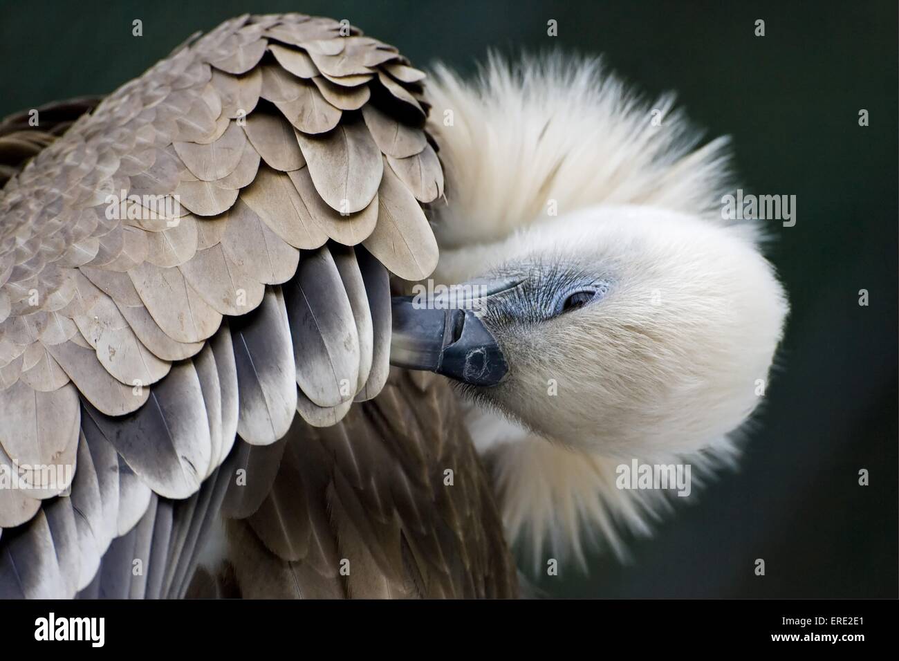 Cleaning bird feeder hi-res stock photography and images - Alamy