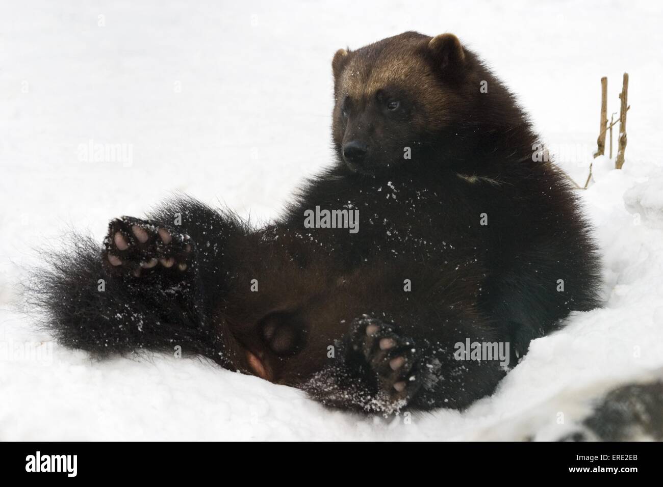 Wolverine animal with prey hi-res stock photography and images - Alamy