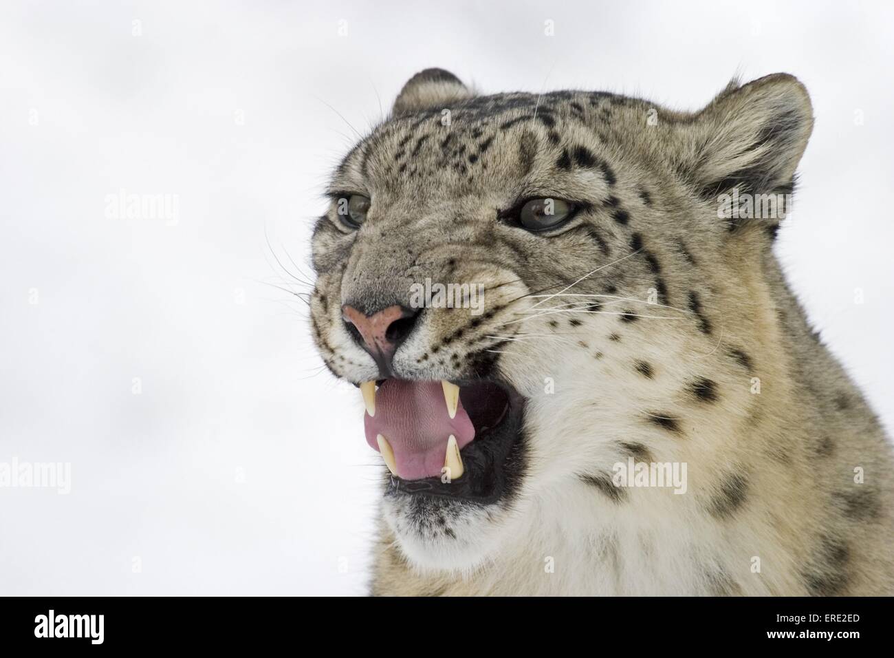 Leopard portrait hi-res stock photography and images - Alamy