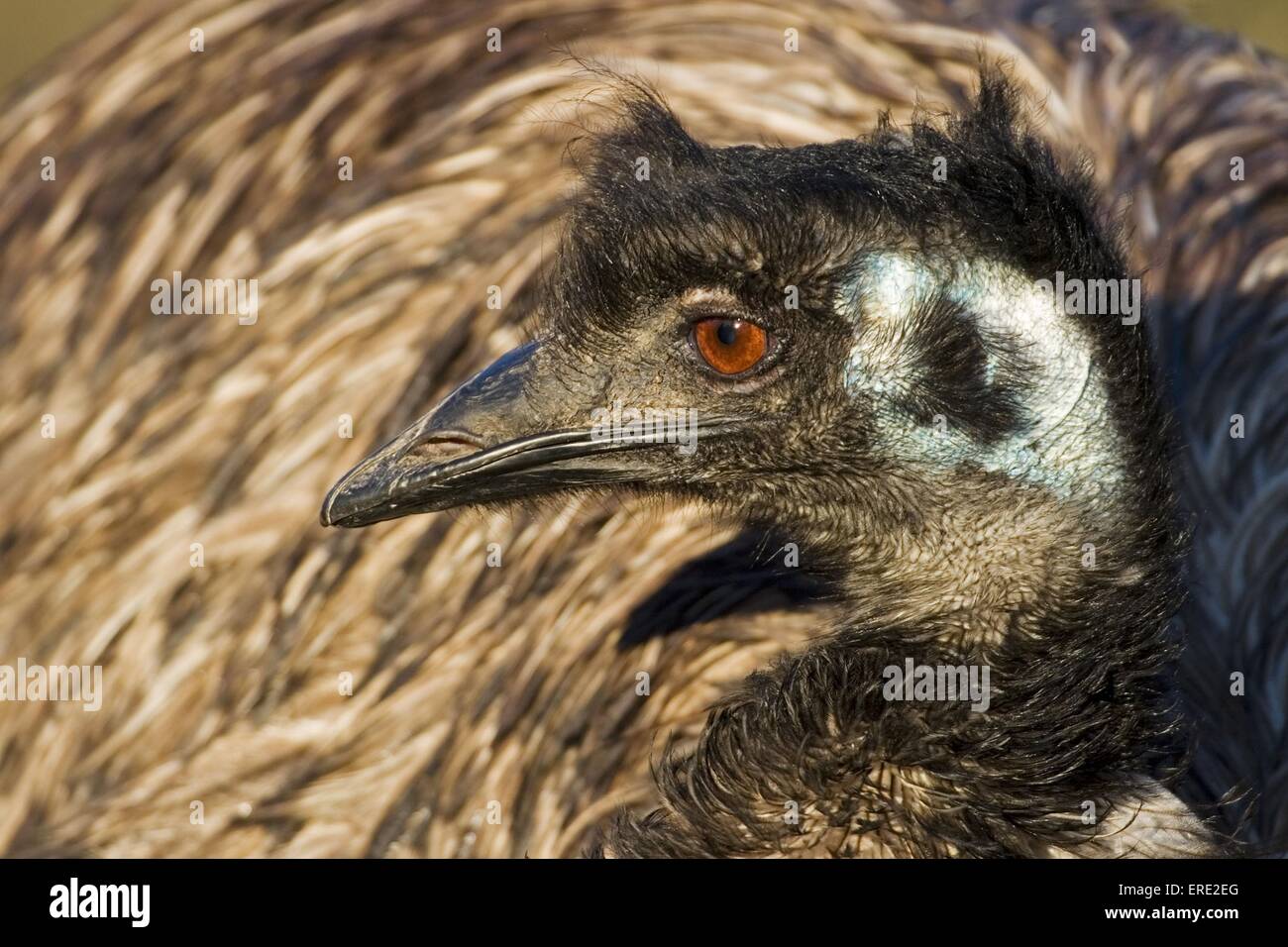 Adult emu hi-res stock photography and images - Alamy