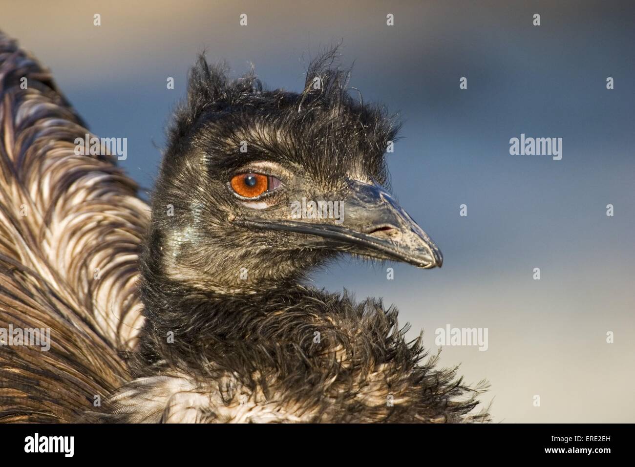 Emu head portrait hi-res stock photography and images - Alamy