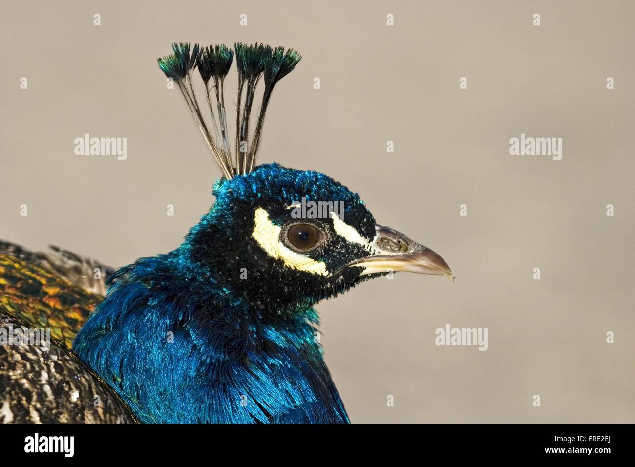 Blue peafowl hi-res stock photography and images - Alamy