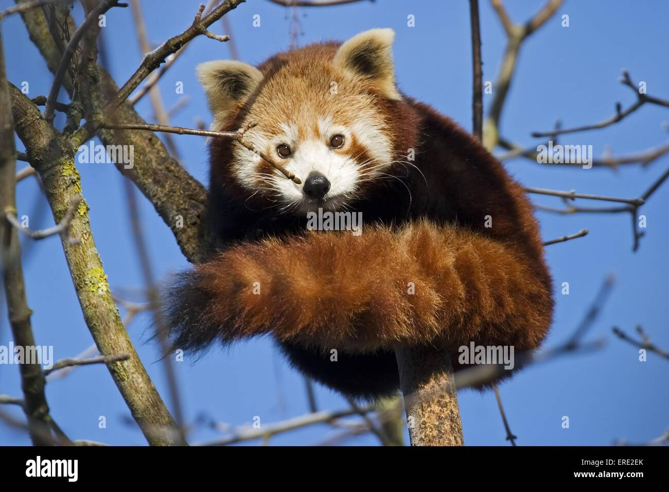 Panda zoo camera hi-res stock photography and images - Alamy