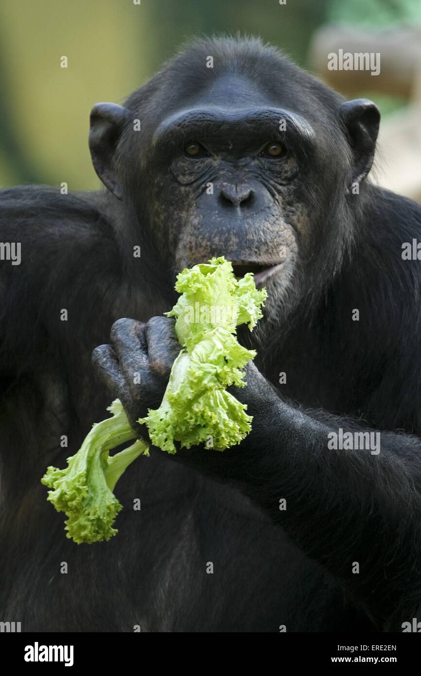 Chimps eating hi-res stock photography and images - Alamy
