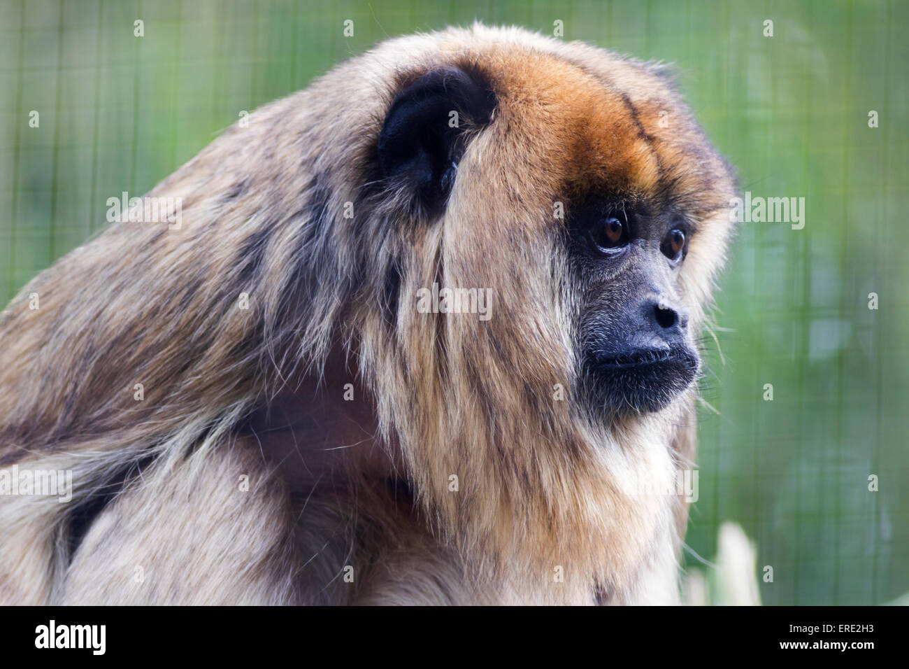 black Howler monkey close-up head shot Stock Photo - Alamy