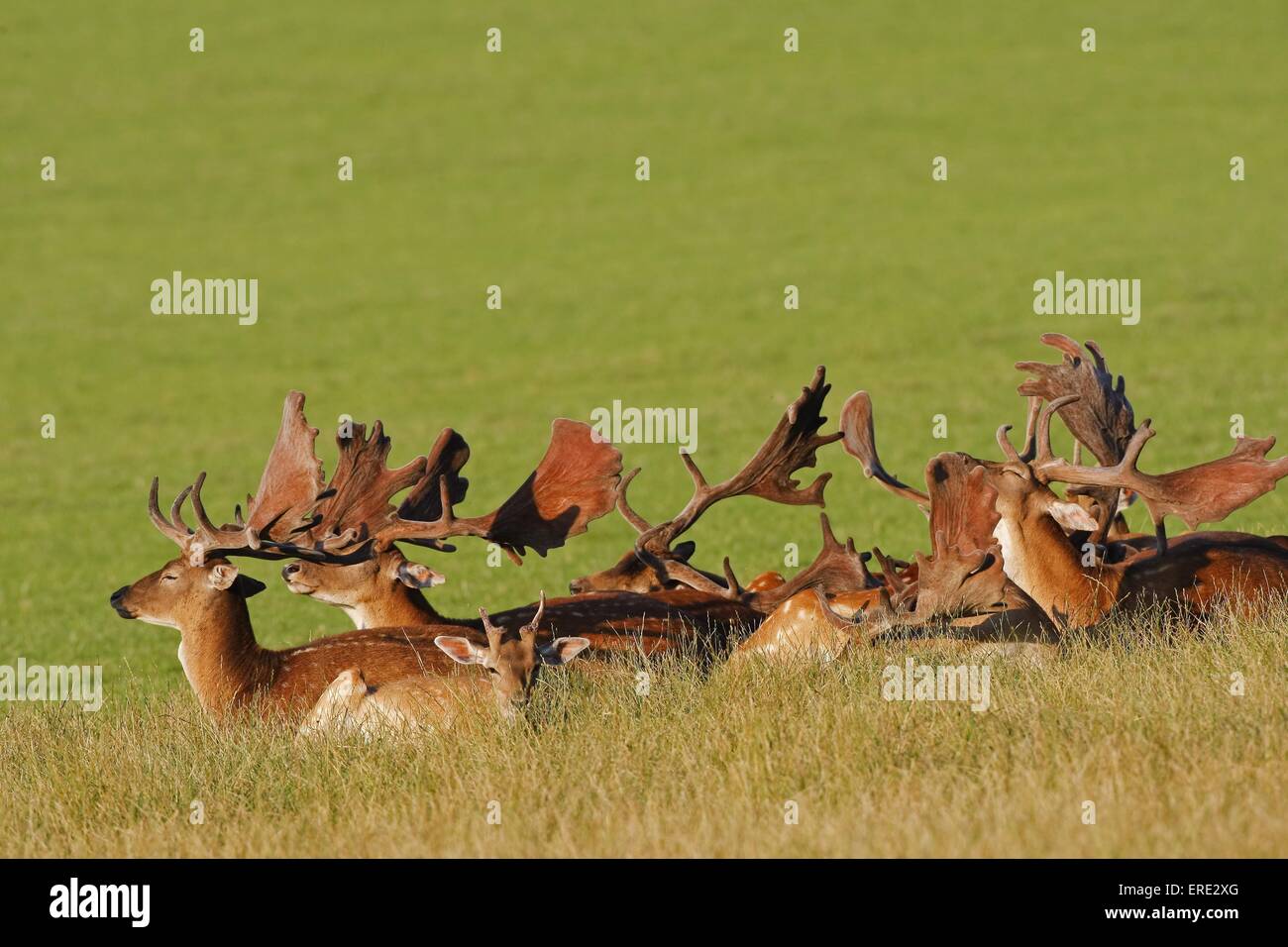 The fallow herds hi-res stock photography and images - Alamy