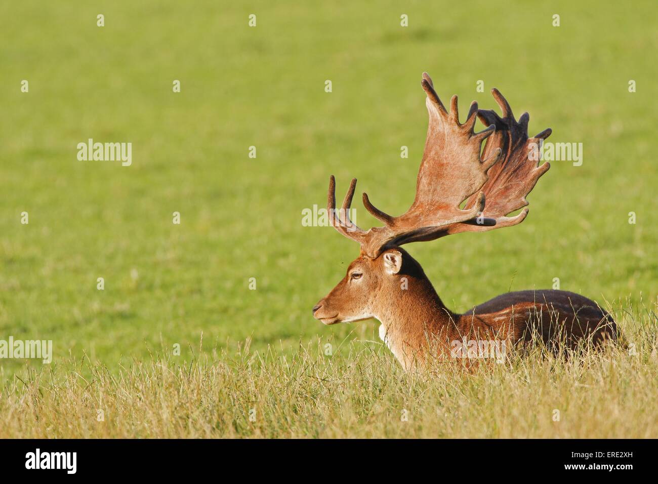 Fallow deer side view profile view hi-res stock photography and images ...