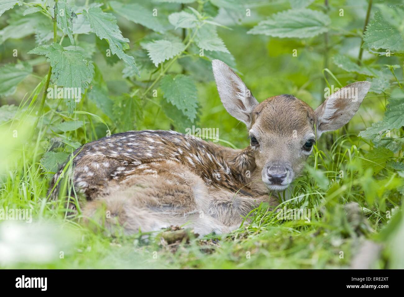 fallow deer baby Stock Photo - Alamy