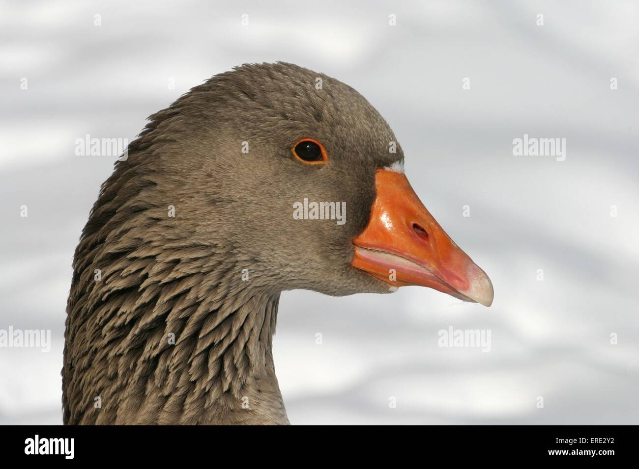 grey goose portrait Stock Photo - Alamy