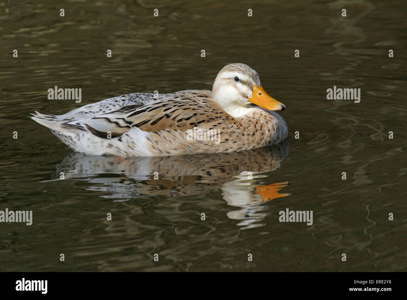 Mallard side view hi-res stock photography and images - Alamy