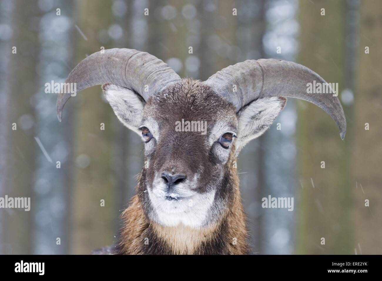 Mouflon hi-res stock photography and images - Alamy