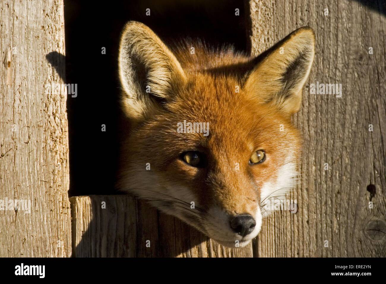 Funny red fox hi-res stock photography and images - Alamy