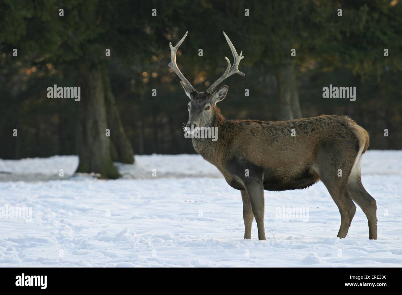 Red deer captivity hi-res stock photography and images - Alamy