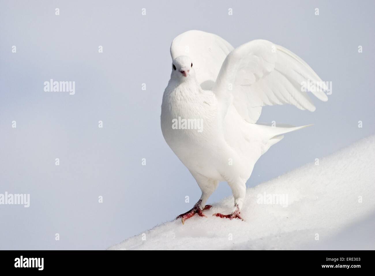 White pigeon side view hi-res stock photography and images - Alamy