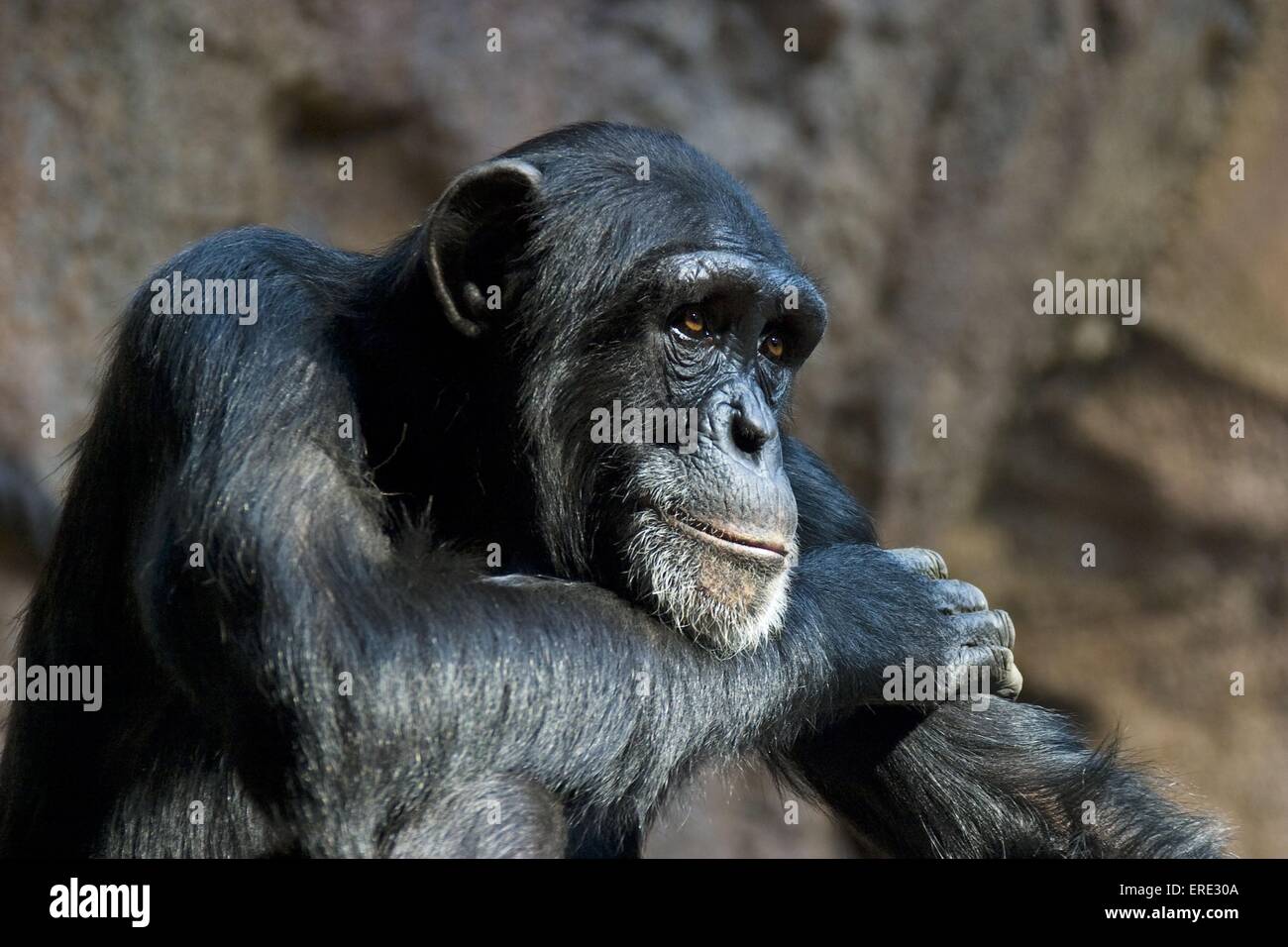 Chimpanzee Portraits High Resolution Stock Photography and Images - Alamy