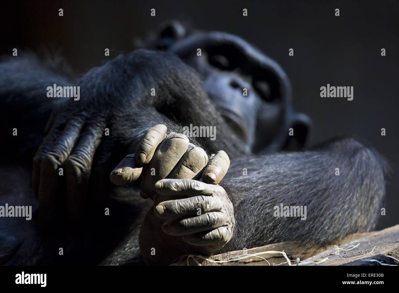 Chimpanzee hand hi-res stock photography and images - Alamy