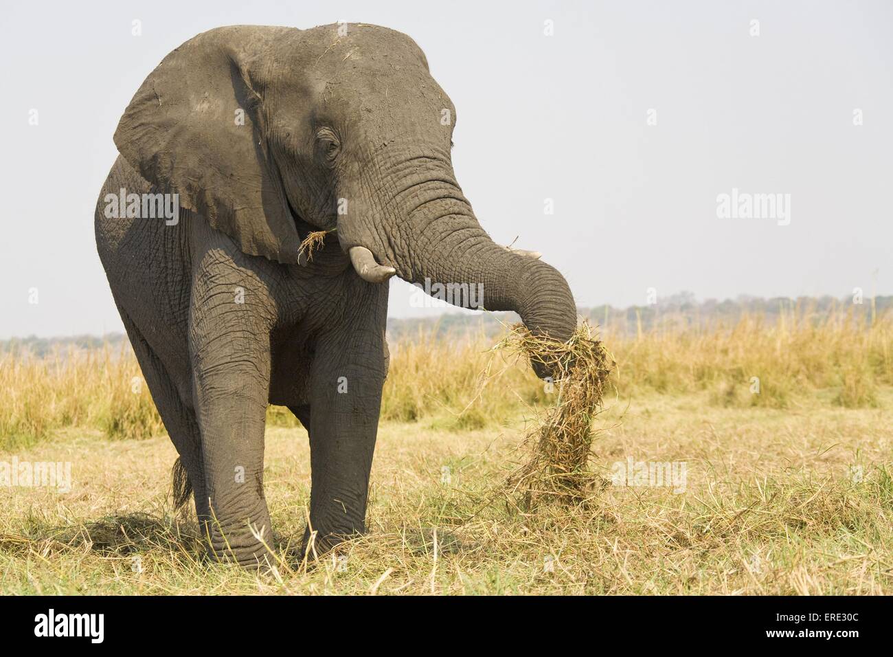 Elephant food plant hi-res stock photography and images - Alamy