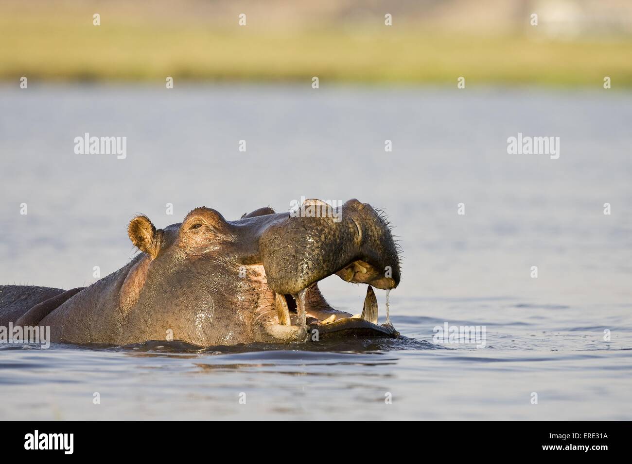 Hippo behavior hi-res stock photography and images - Alamy