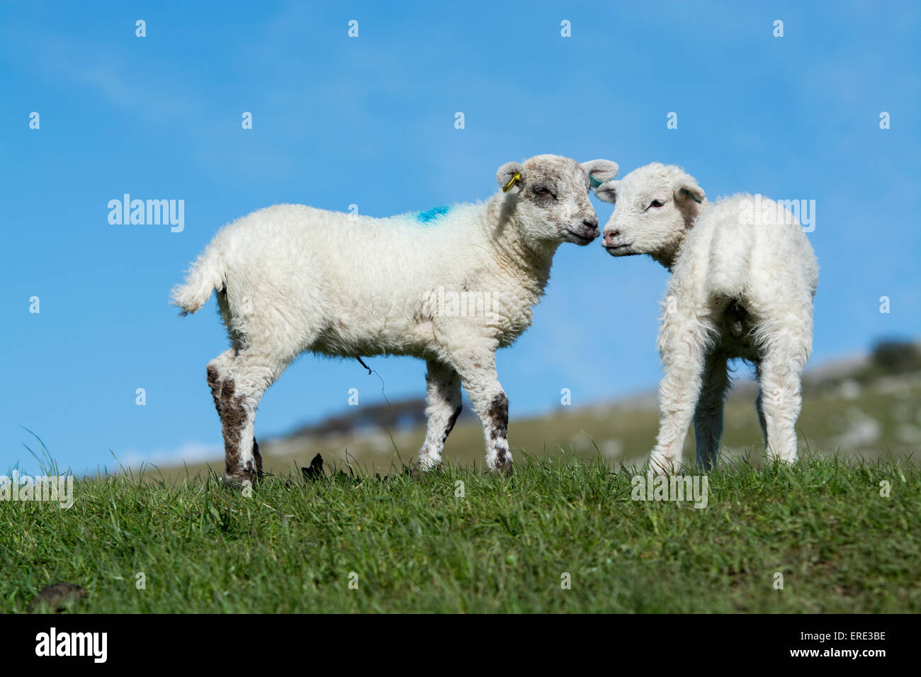 Baby lambs countryside playing hi-res stock photography and images - Alamy