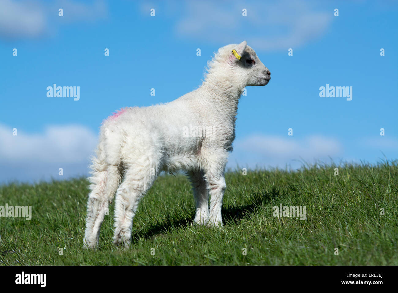 Baby lambs countryside playing hi-res stock photography and images - Alamy