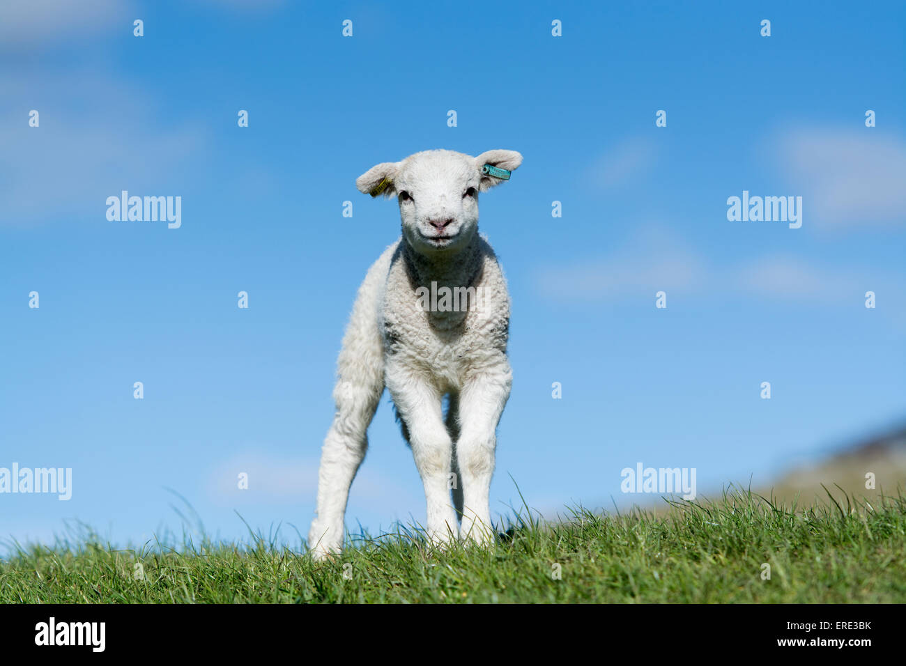 Baby lambs countryside playing hi-res stock photography and images - Alamy