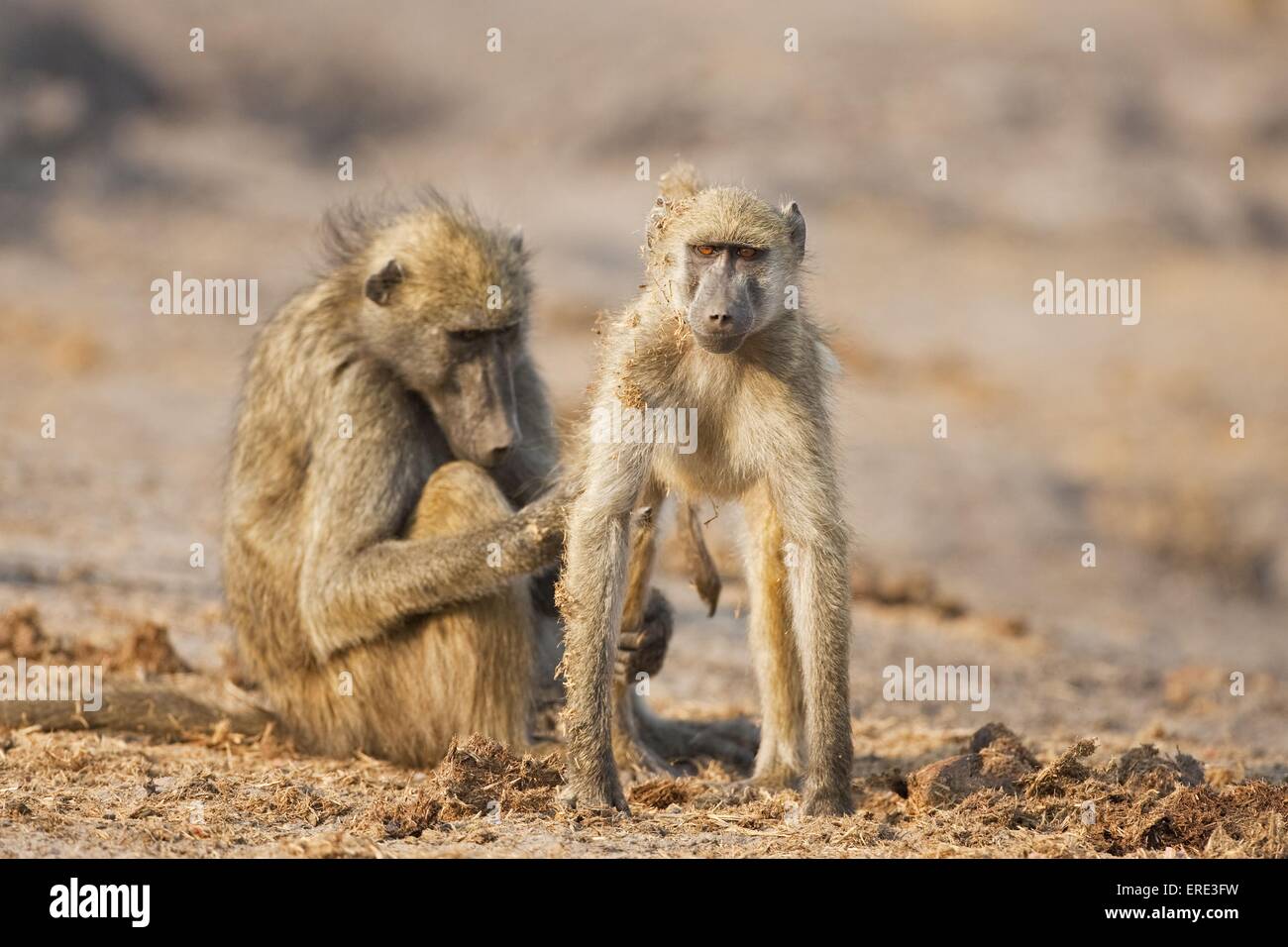 Baboon stands hi-res stock photography and images - Alamy
