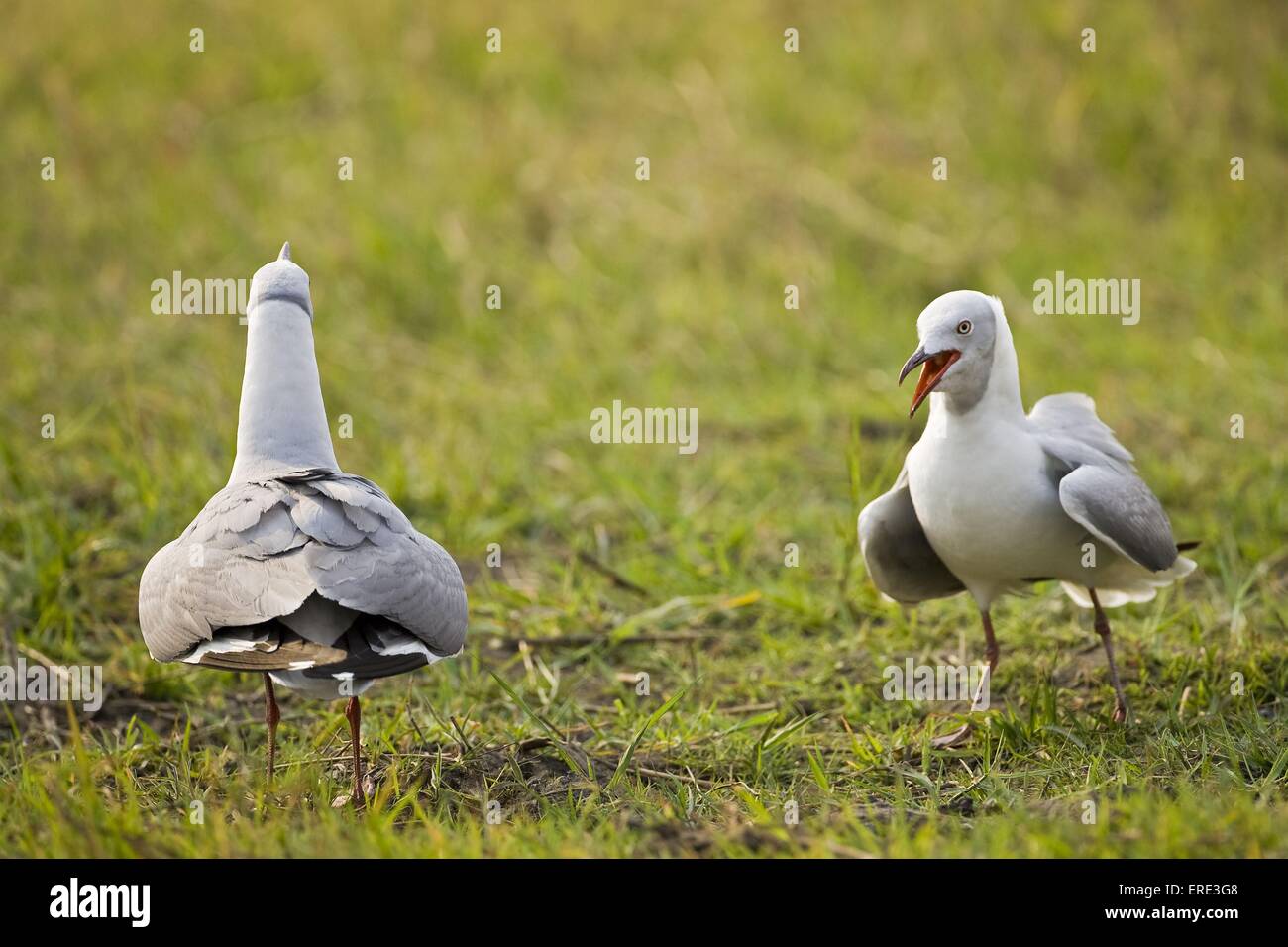 Grey gulls hi-res stock photography and images - Alamy