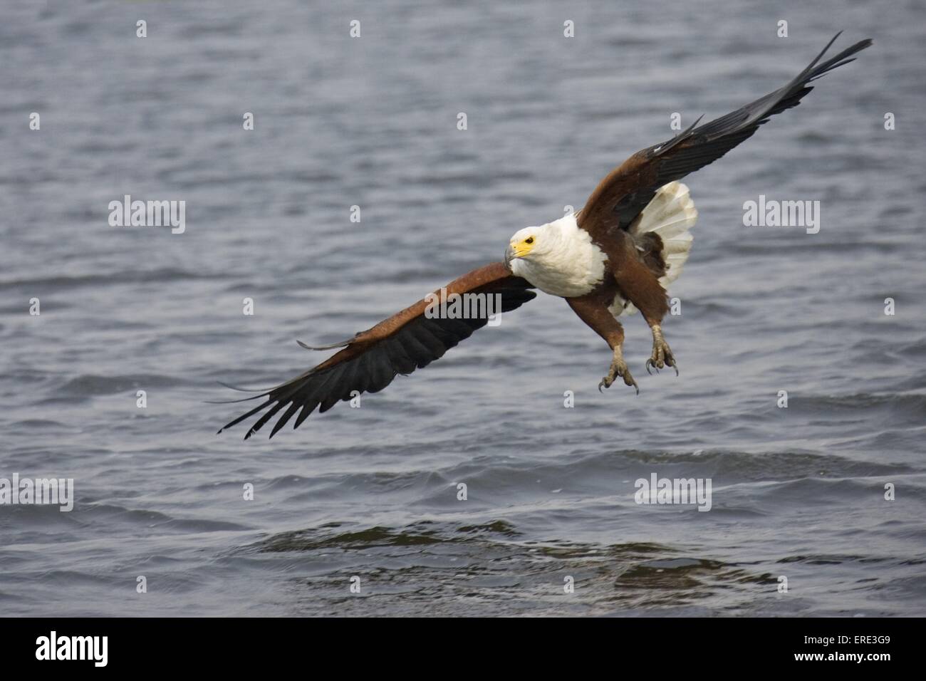 African sea eagles hi-res stock photography and images - Alamy